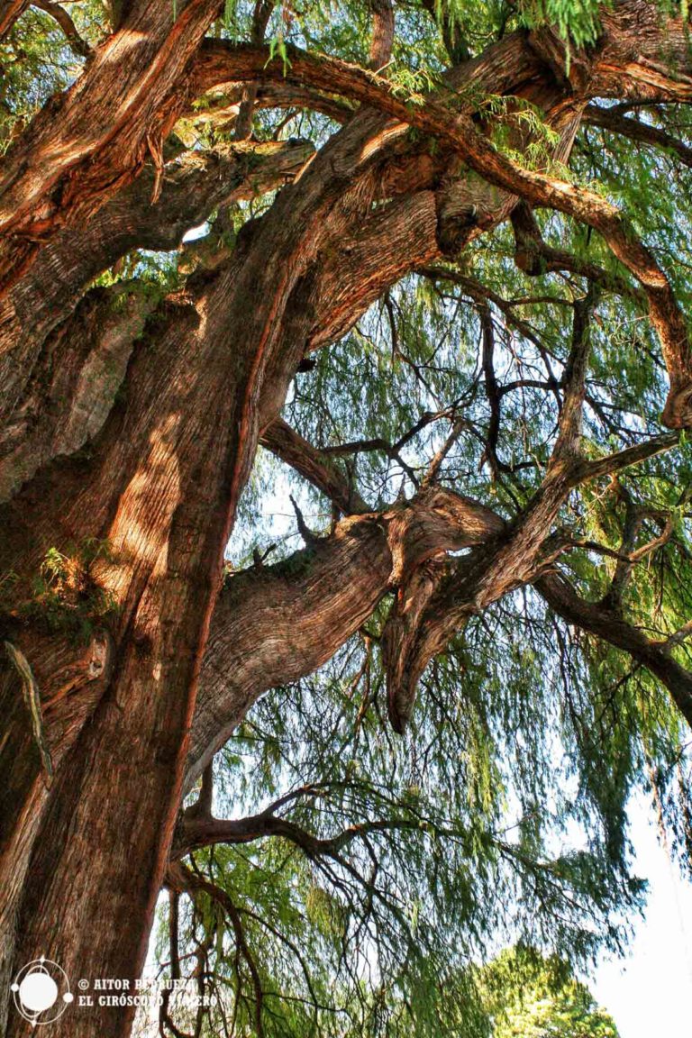 Árbol del Tule de Oaxaca | Leyendas del más grande de México