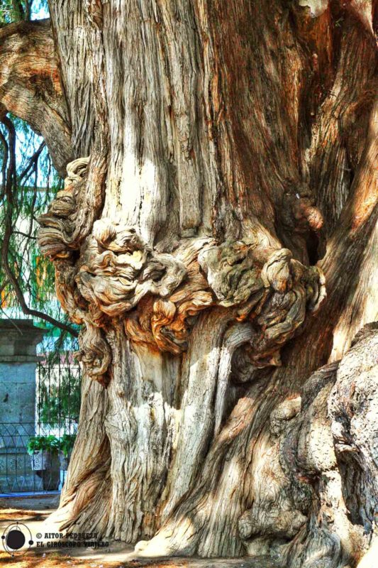 Árbol del Tule de Oaxaca | Leyendas del más grande de México