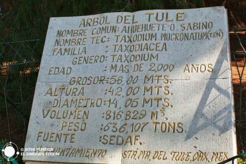 Árbol del Tule de Oaxaca | Leyendas del más grande de México