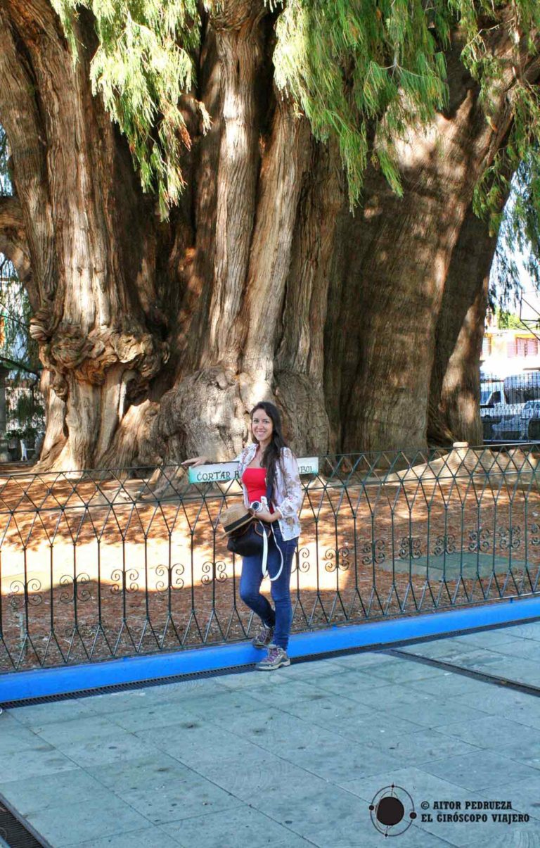 Árbol del Tule de Oaxaca | Leyendas del más grande de México