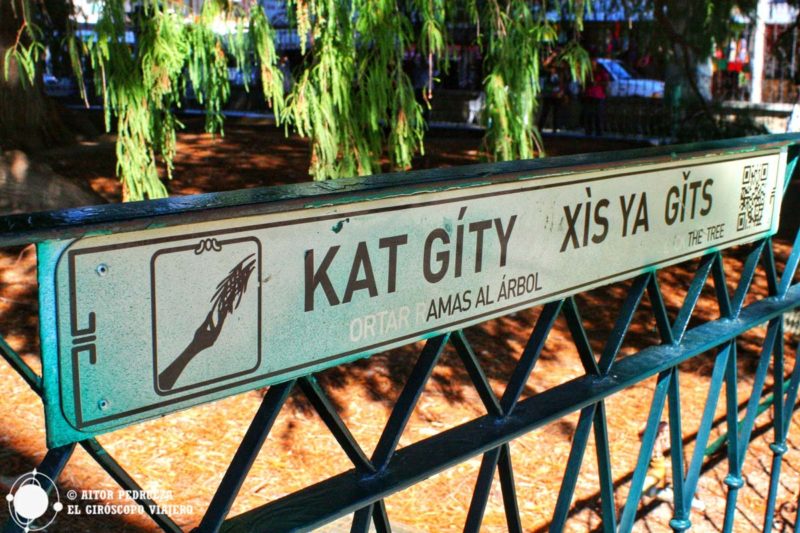 Árbol del Tule de Oaxaca | Leyendas del más grande de México