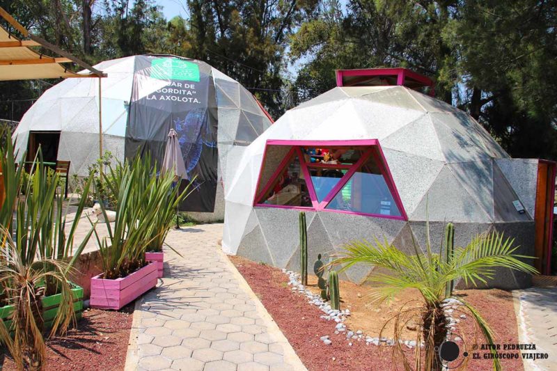 Axolotitlán | Museo del Axolote | Ciudad de México | Visita Águilas