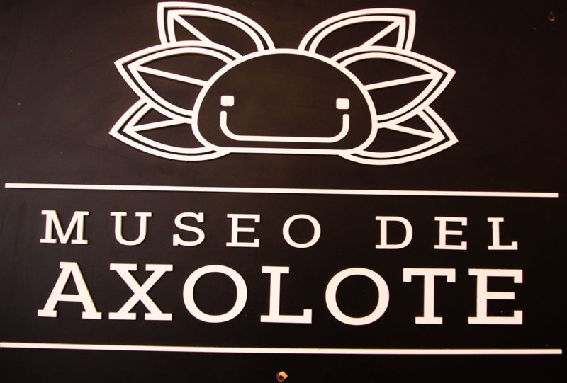 Axolotitlán | Museo del Axolote | Ciudad de México | Visita Águilas
